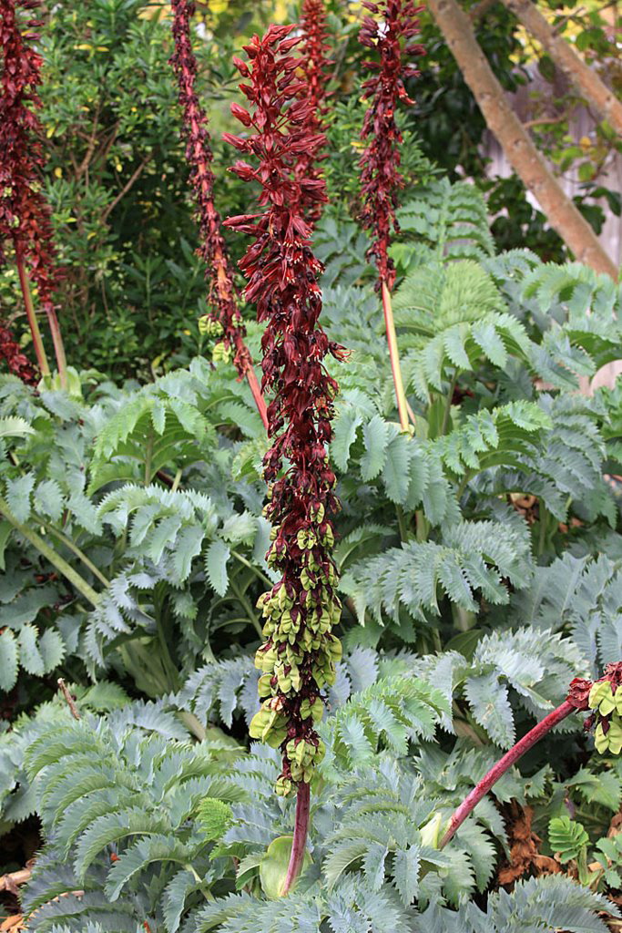 San Diego Botanic Gardens Bloom Board for April 2011