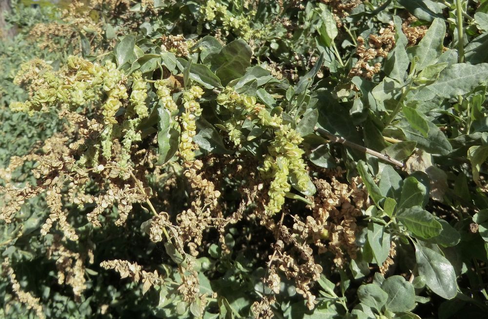 San Diego Botanic Garden Bloom Board for January 2012