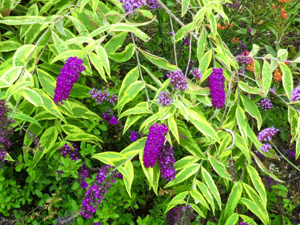 San Diego Botanic Gardens Bloom Board for July 2011