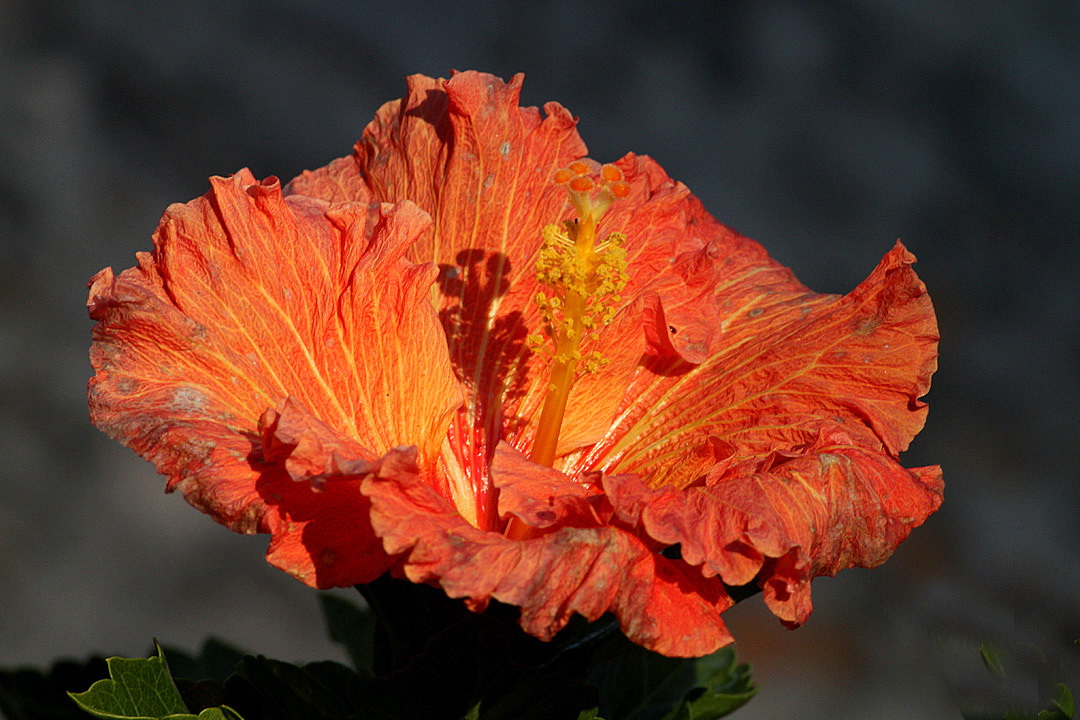 San Diego Botanic Garden Bloom Board October 2010